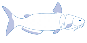 Freshwater Farms Products - U.S. Farm-Raised Catfish